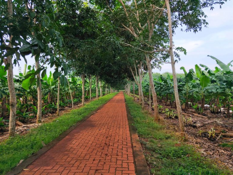 LONG TAN CROSS - Vietnam Veterans Association of Australia
